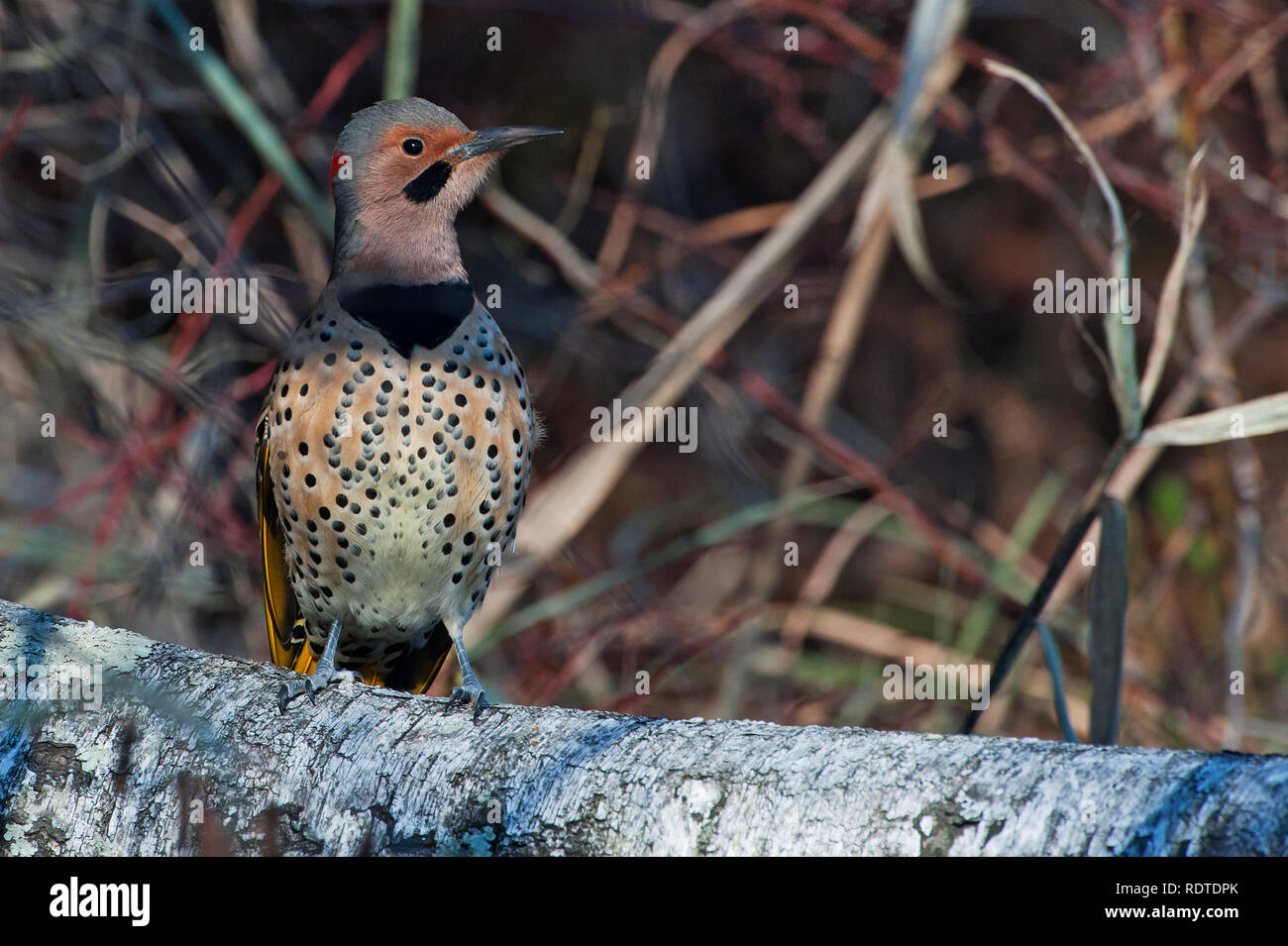 Woodpeckers and flickers hi-res stock photography and images - Alamy