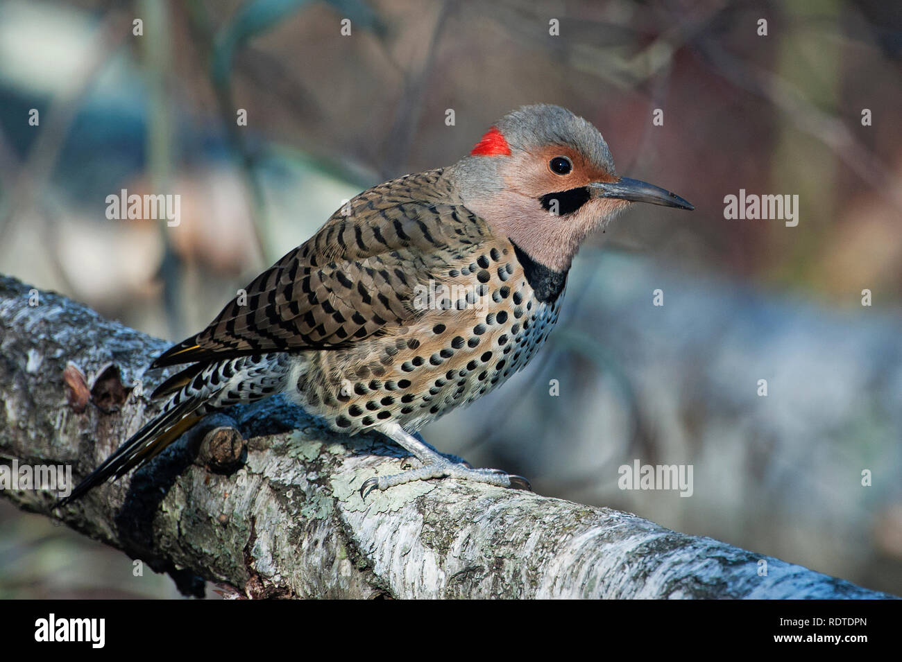 Northern yellow shafted flickers hi-res stock photography and images ...