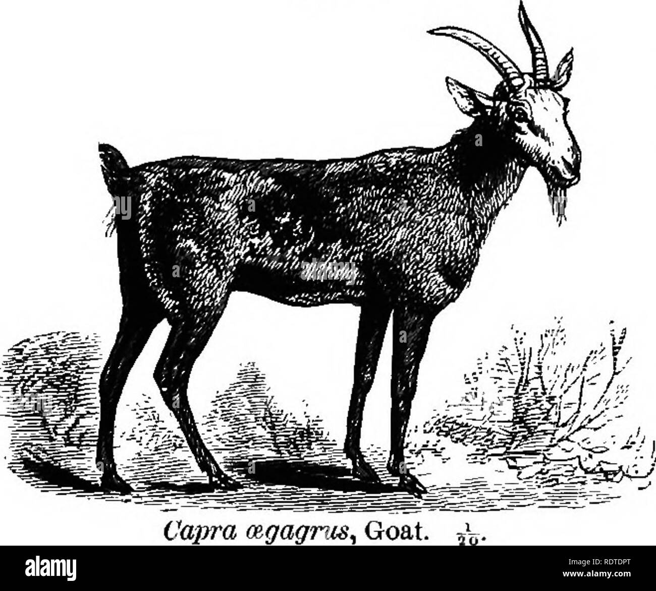 . Fourteen weeks in zoology. Zoology. 66 SUBKINGDOM VBETEBEATA. thus ...