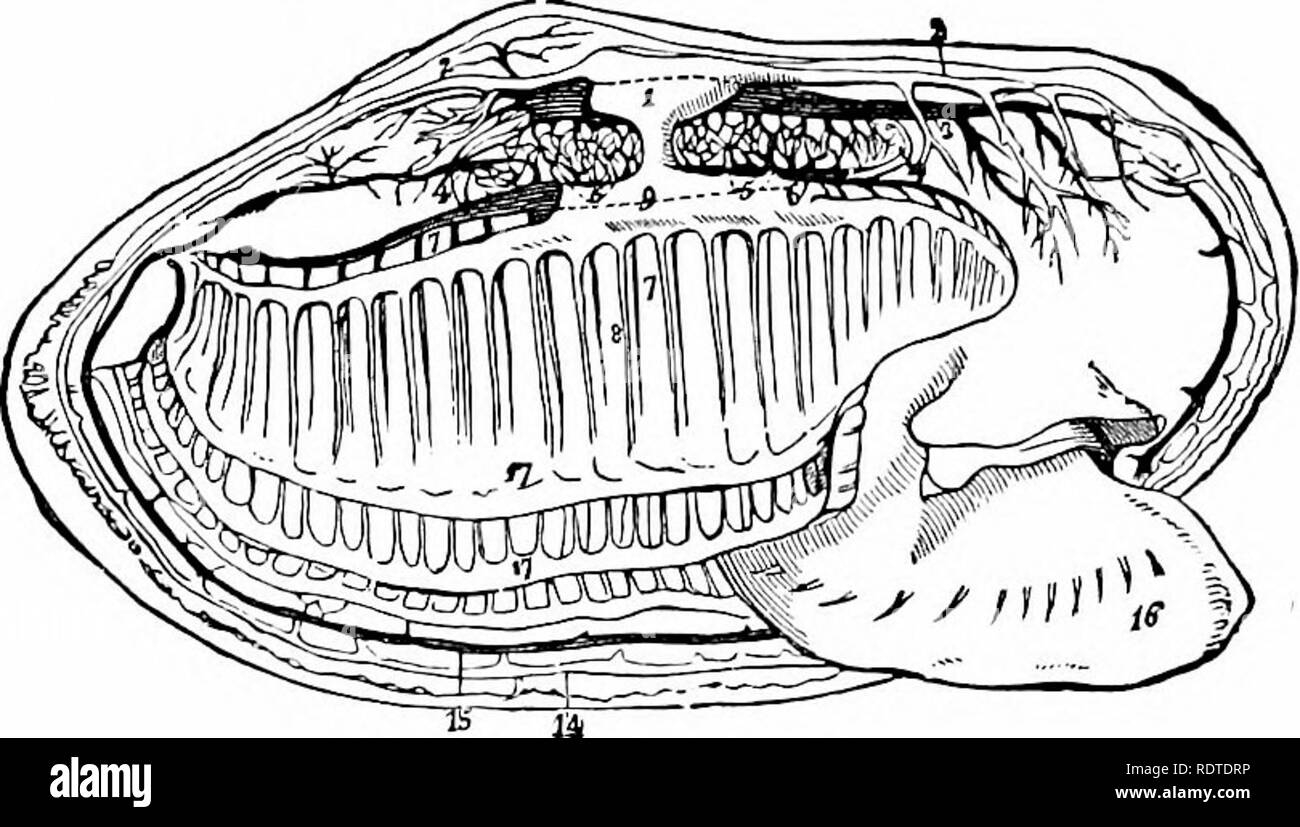 . Zoology. Zoology. ANATOMY OF THE OLAM. 67 siplion below the ...