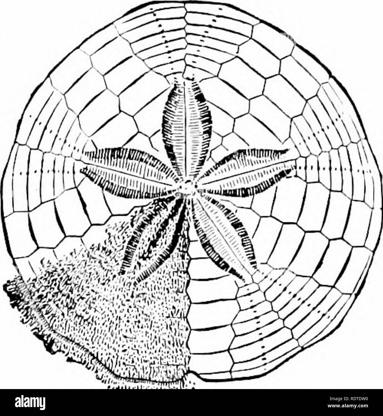 Dead weeds drawing hi-res stock photography and images - Alamy