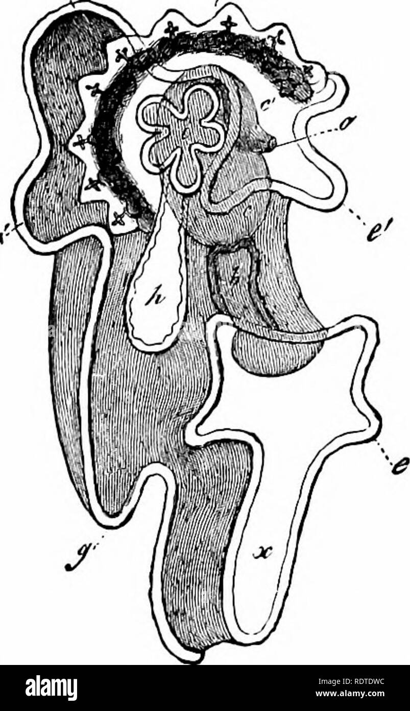 Bipinnaria larva hi-res stock photography and images - Alamy