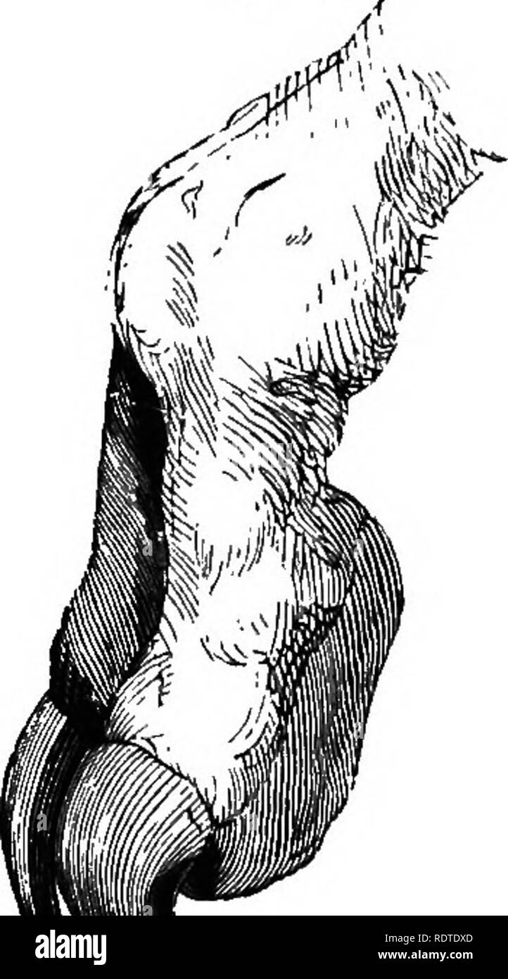 Giraffe toes hi-res stock photography and images - Alamy