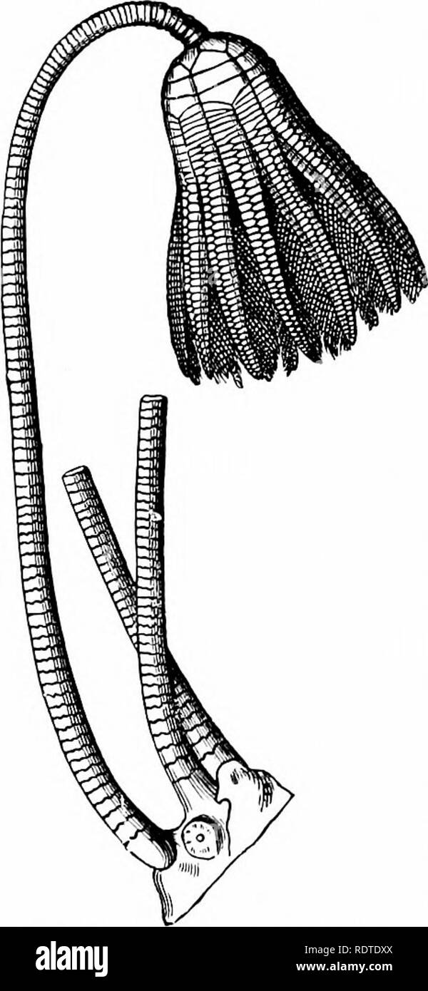 . Zoology. Zoology. ORINOIDa. 57 dial vessels (®) ending in the water ...