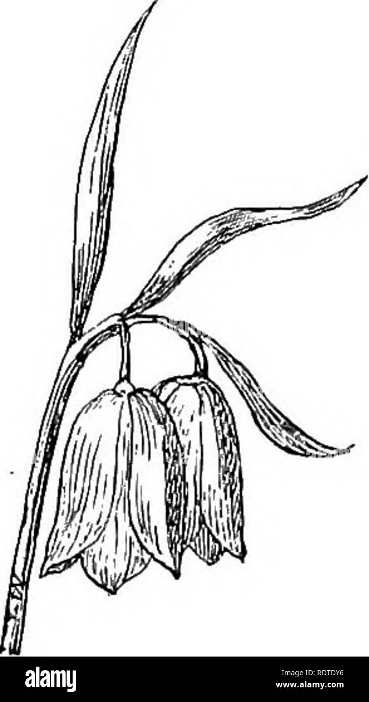 Drawing Of A Flower Drooping