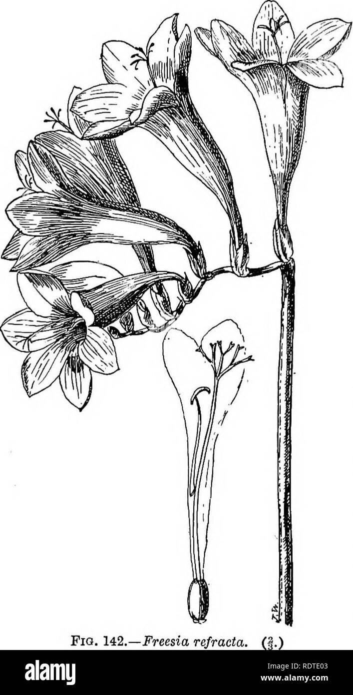 Tubular bell shaped flowers Black and White Stock Photos & Images - Alamy