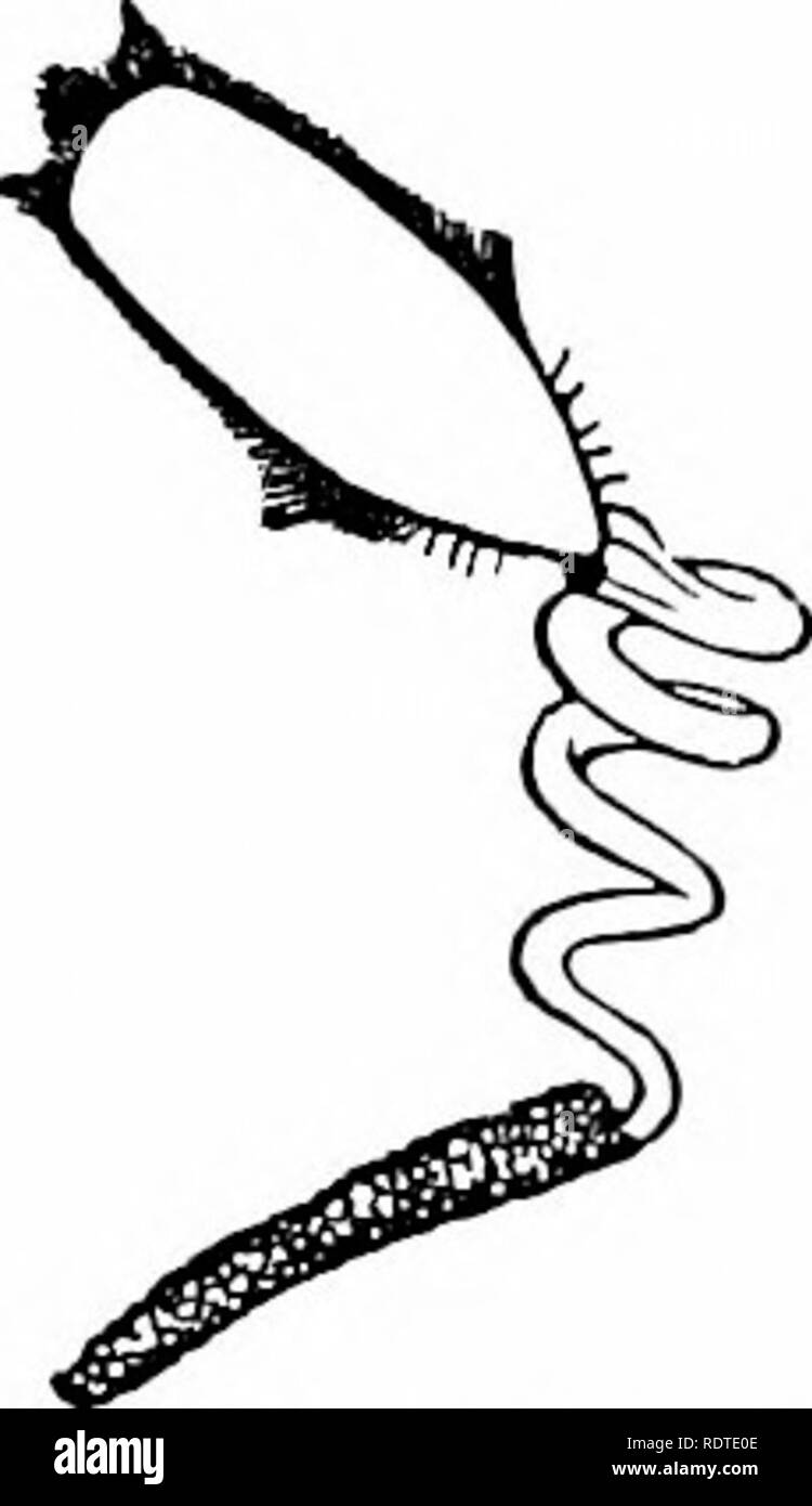 . Zoology. Zoology. TEE BBACHIOPODa. 47 ciliated larva like that of the ...