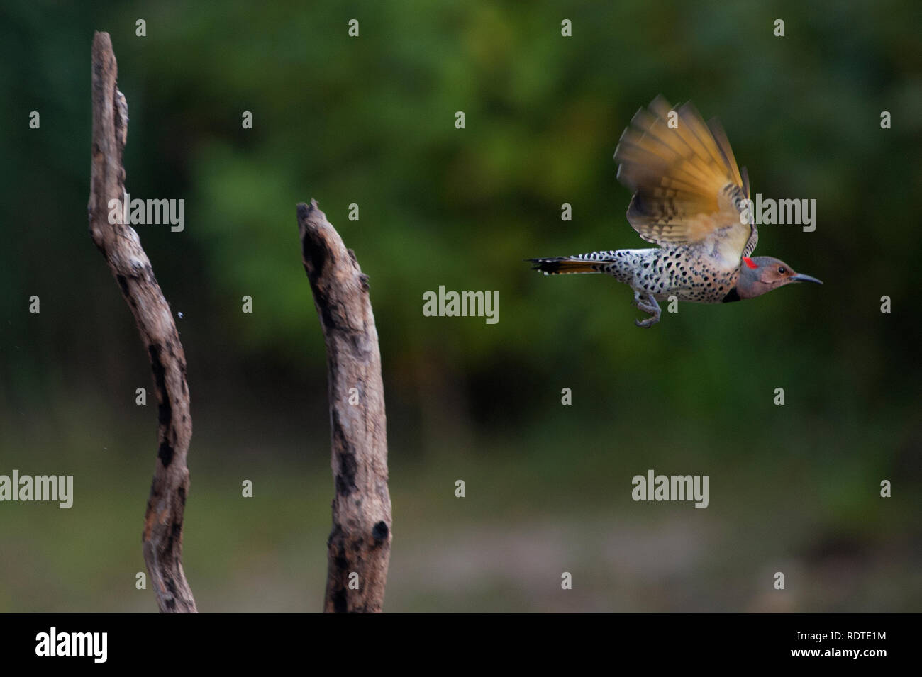 Woodpeckers and flickers hi-res stock photography and images - Alamy