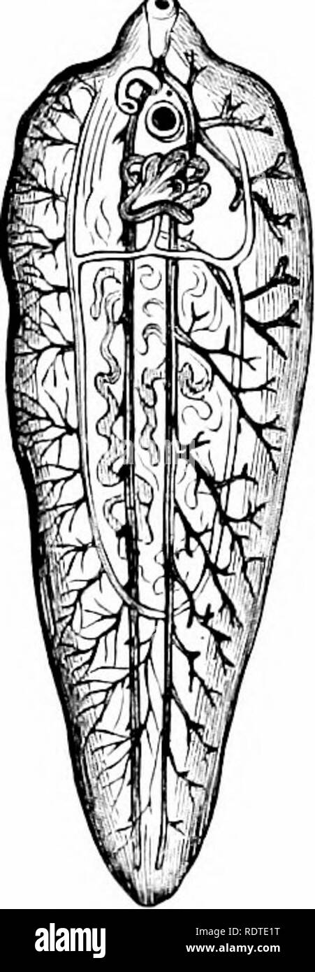 Fluke worms hi-res stock photography and images - Alamy