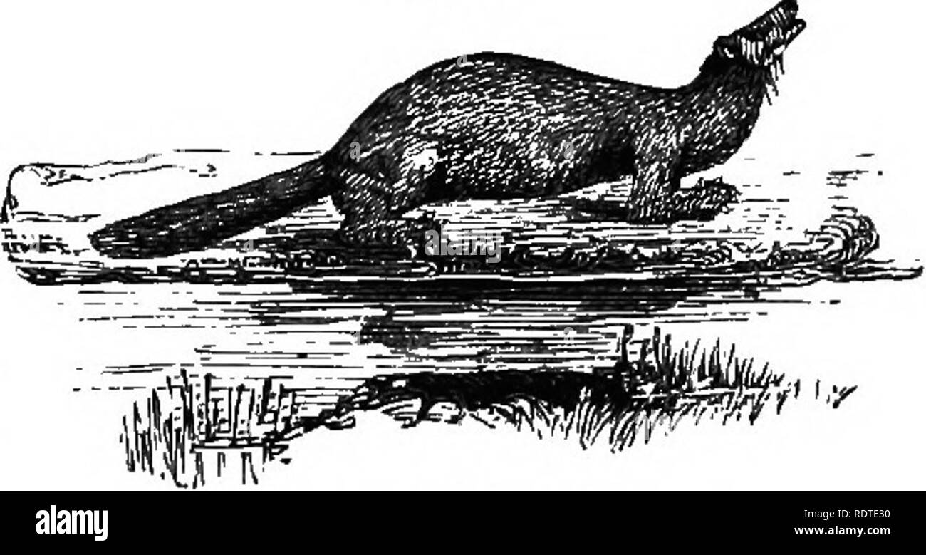 Striped skunk digging hi-res stock photography and images - Alamy