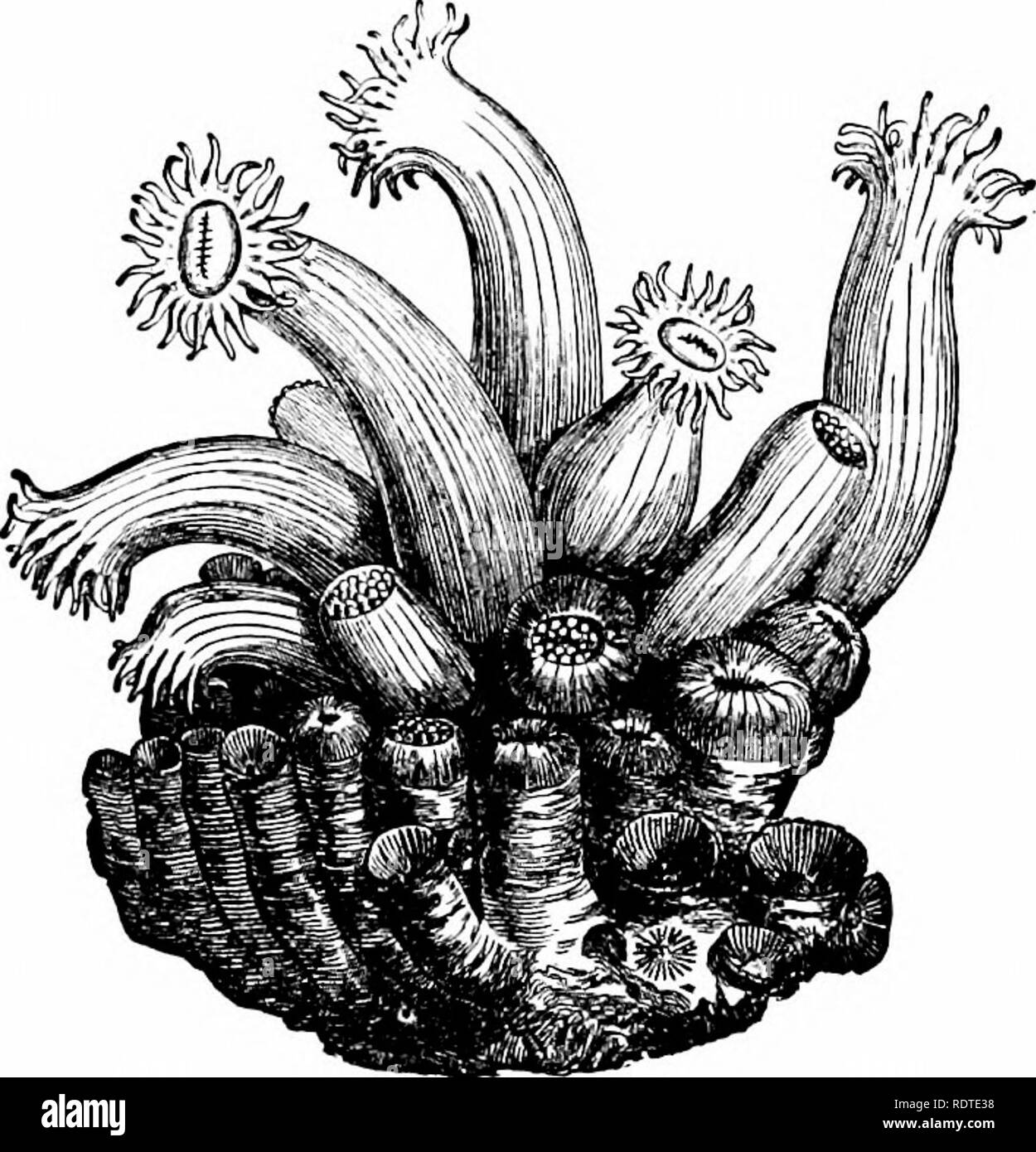 Polyps expanded Black and White Stock Photos & Images - Alamy