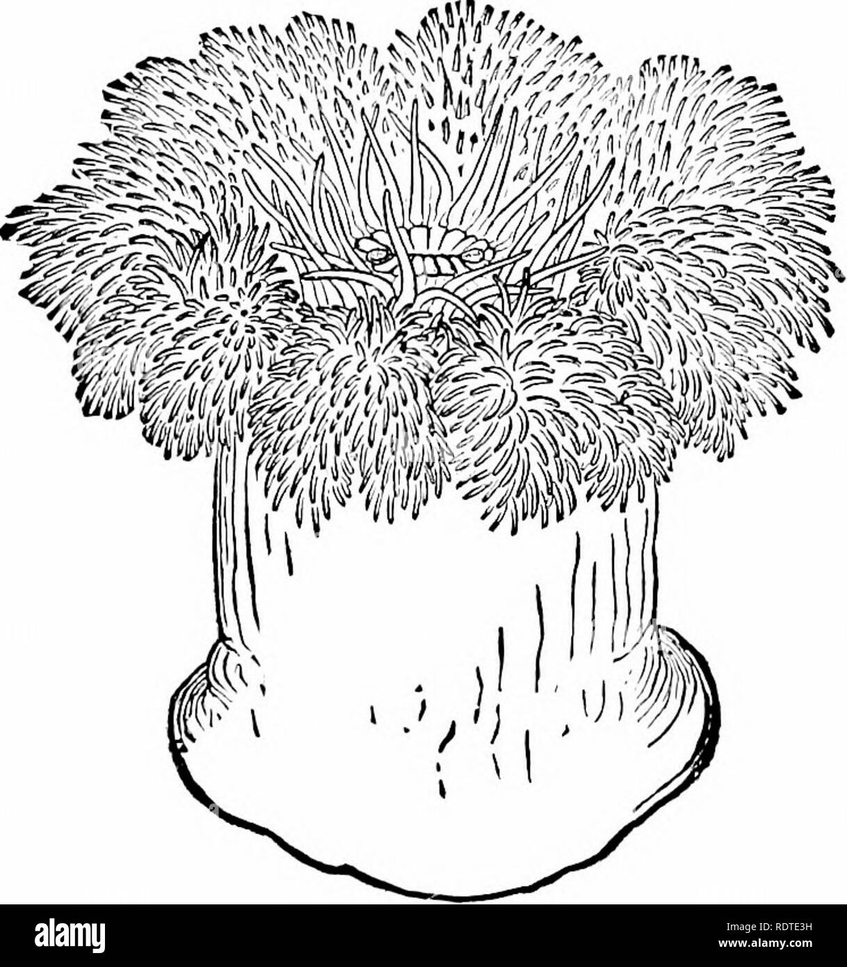 Tide marks on rocks hi-res stock photography and images - Alamy