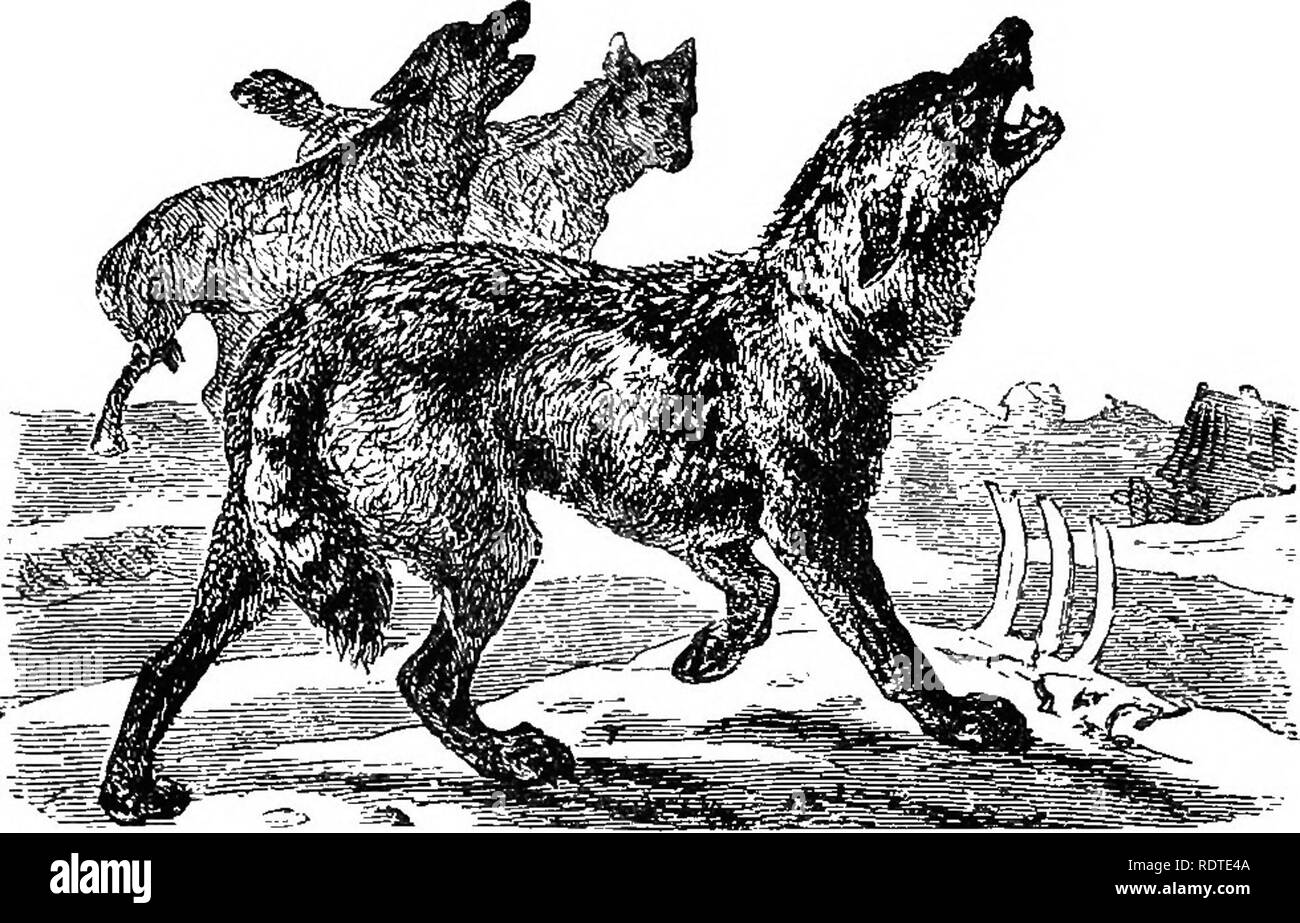 Wolf attack prey Black and White Stock Photos & Images - Alamy