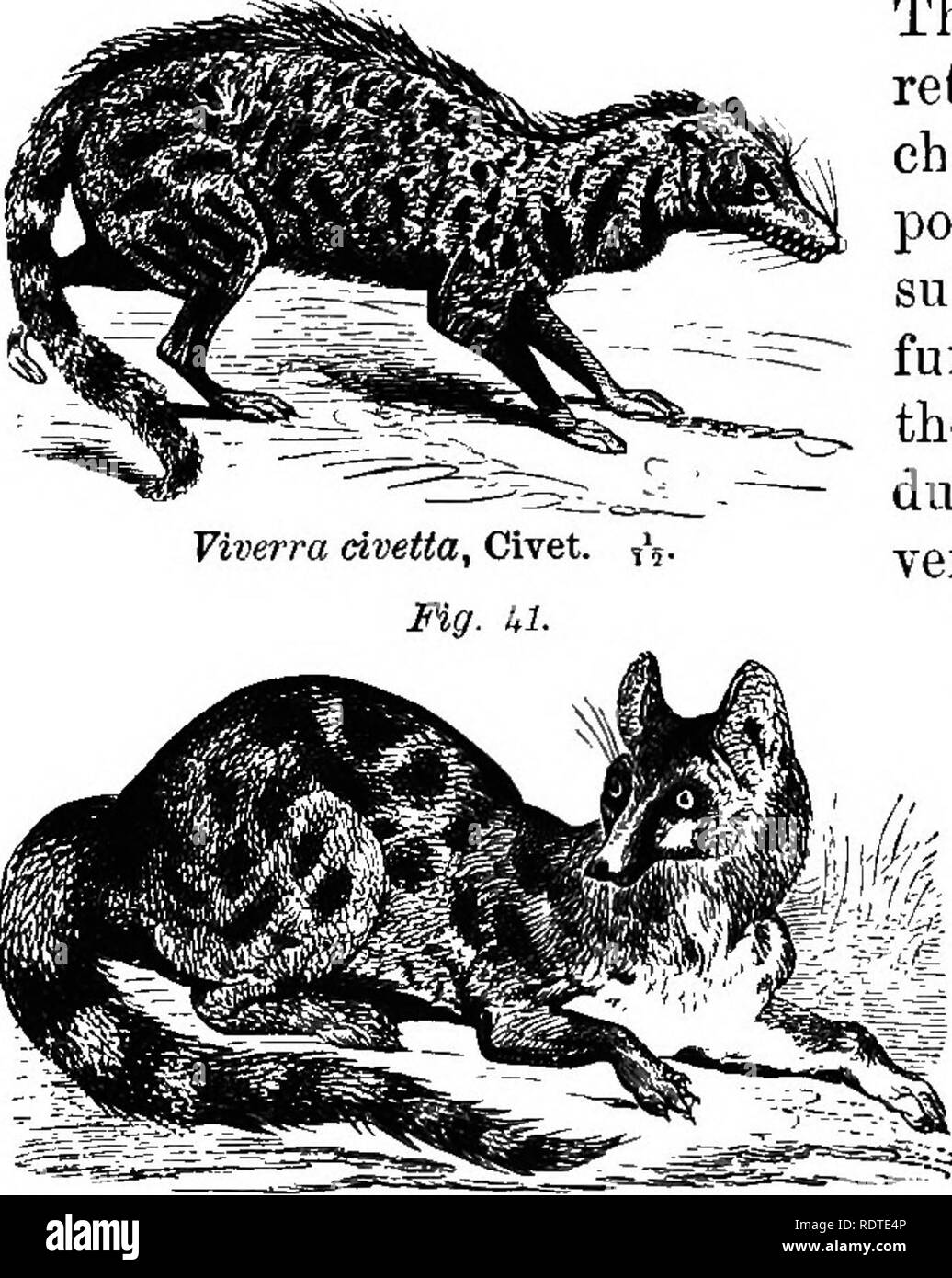 Semi Retractable Claws