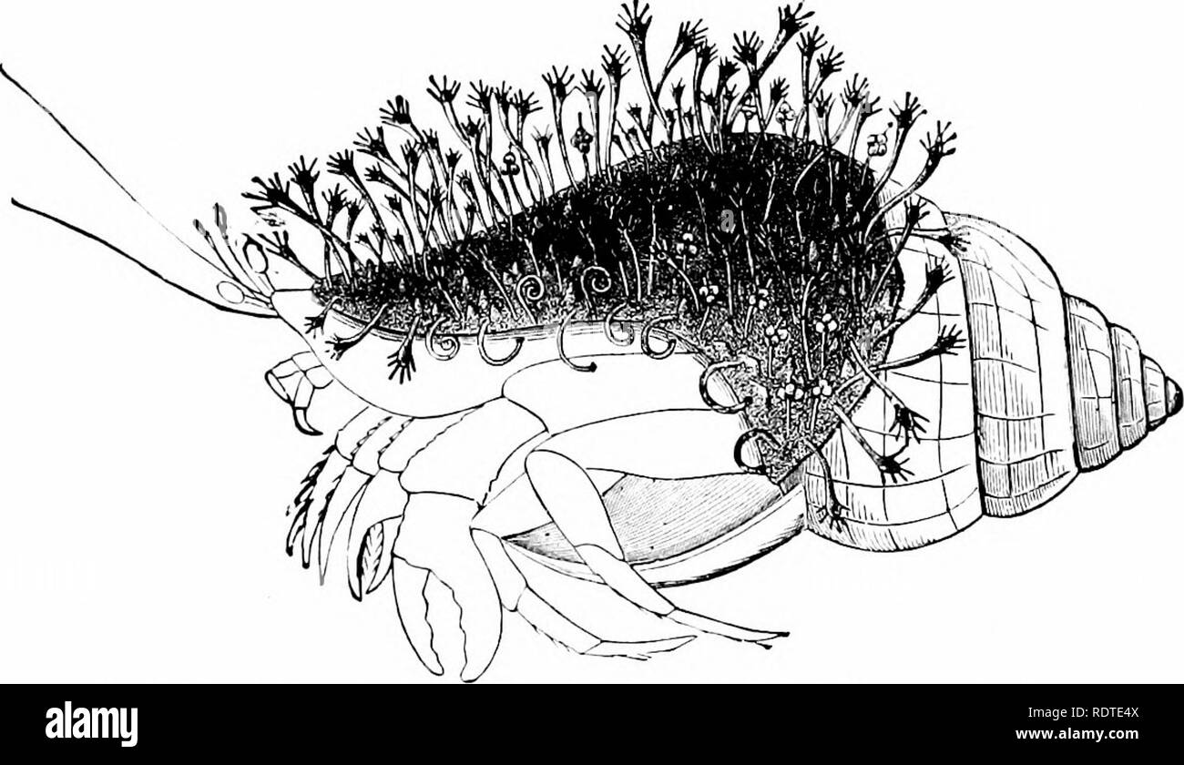 Hermit cells Cut Out Stock Images & Pictures - Alamy