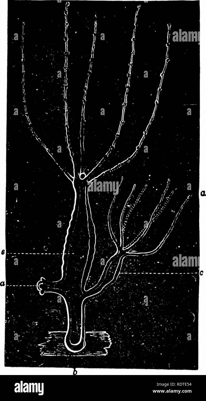 Green hydra budding Black and White Stock Photos & Images - Alamy