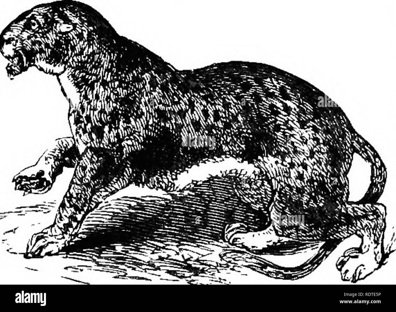 Mimicry tiger Black and White Stock Photos & Images - Alamy