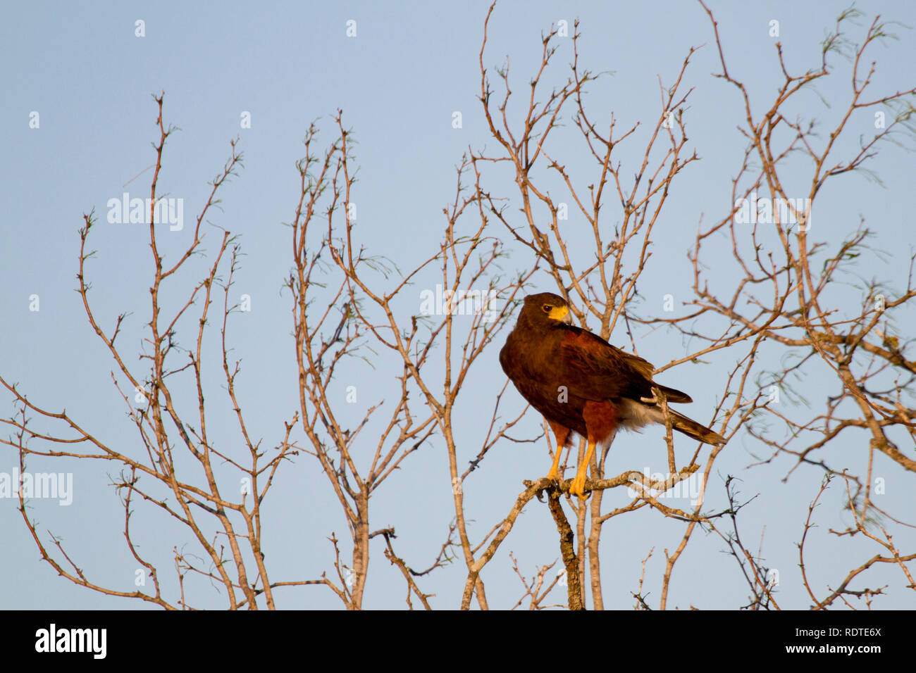 Hawk roosting hi-res stock photography and images - Alamy