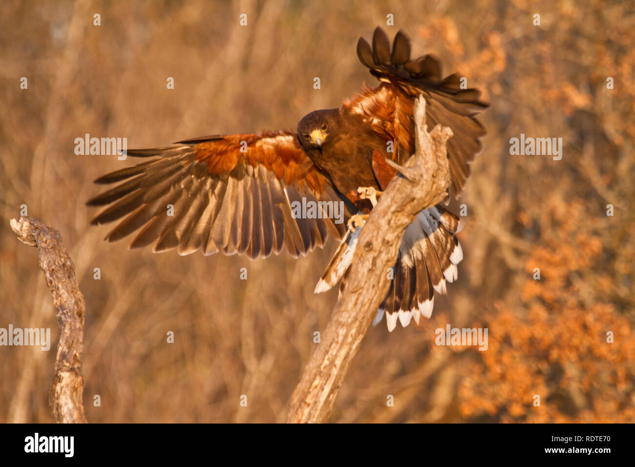 Harris hawk habitat hi-res stock photography and images - Alamy