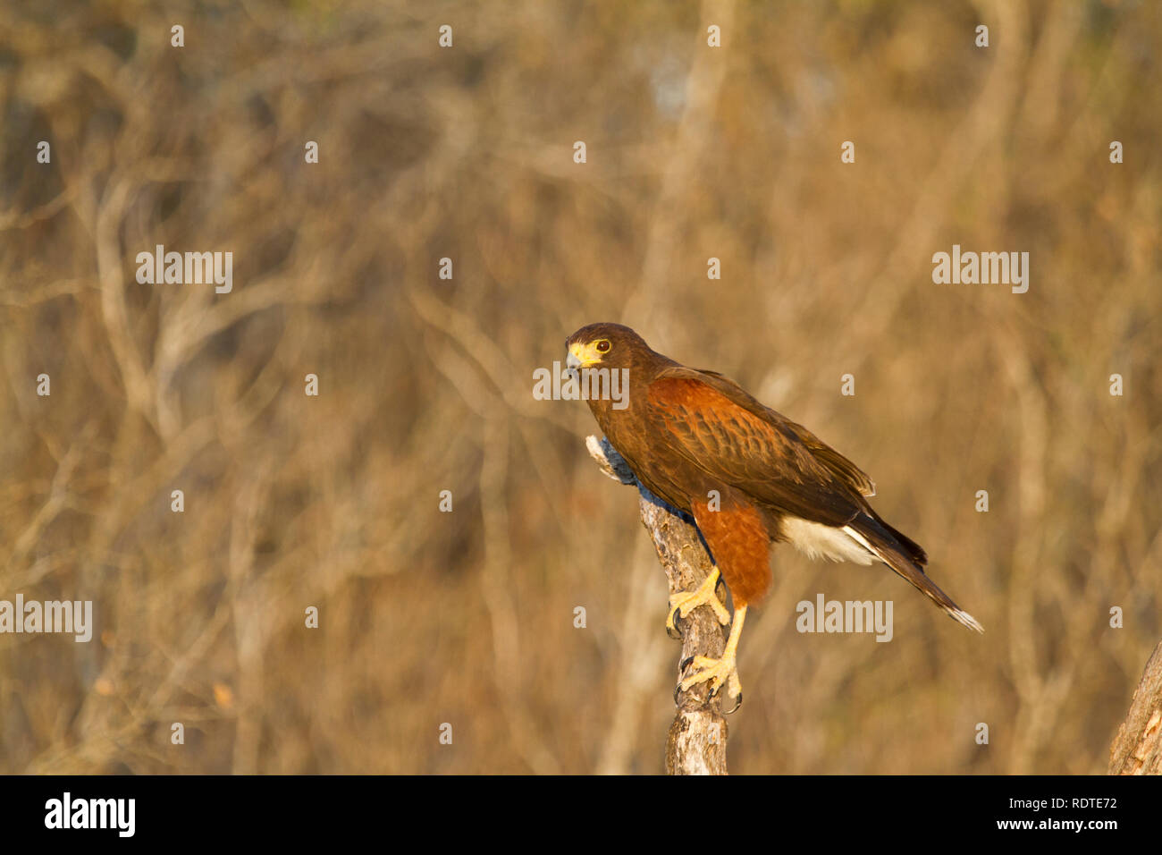 Harris hawk habitat hi-res stock photography and images - Alamy