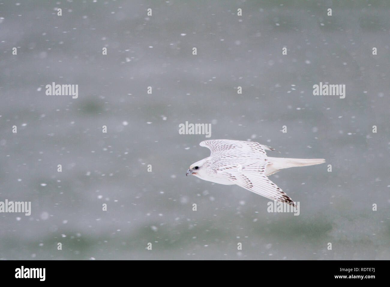 Falco rusticolus flight flying falcon hi-res stock photography and ...
