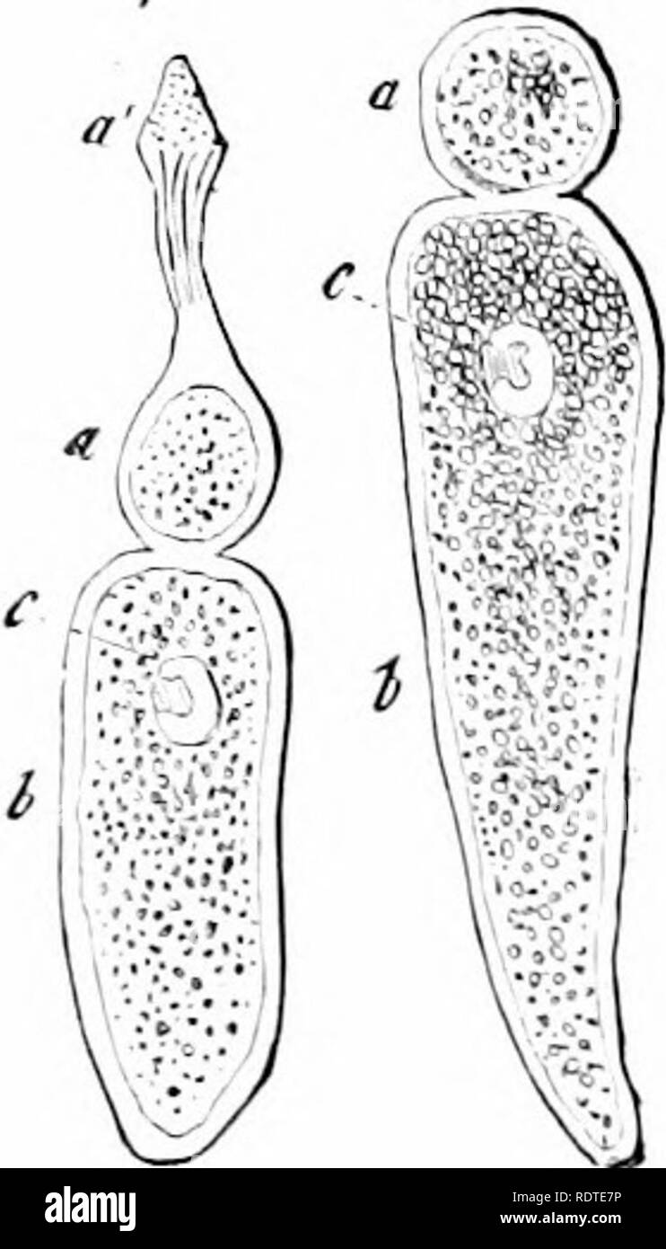 Lip presses hi-res stock photography and images - Alamy