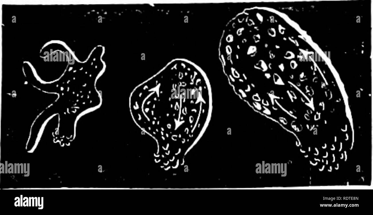 Amoeba dividing hi-res stock photography and images - Alamy
