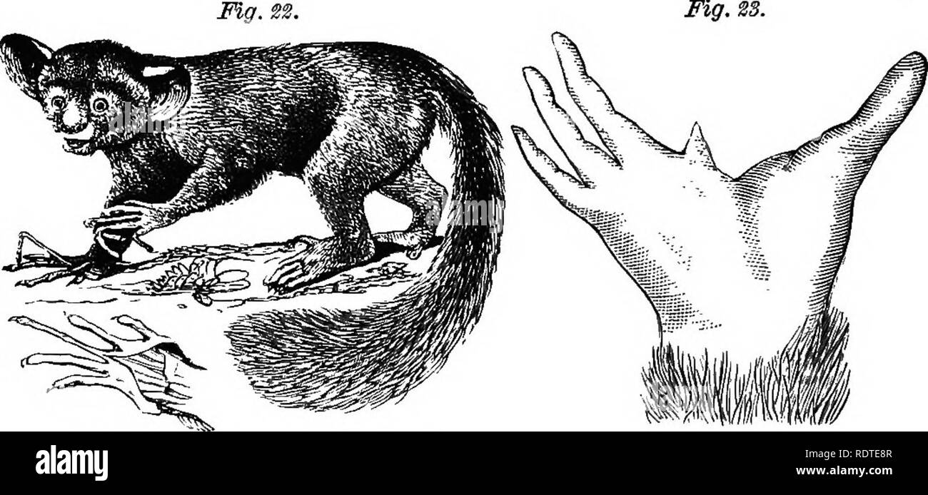 Aye aye finger hi-res stock photography and images - Alamy