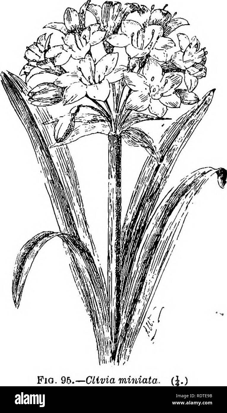 Umbel of funnel shaped flowers Black and White Stock Photos & Images ...