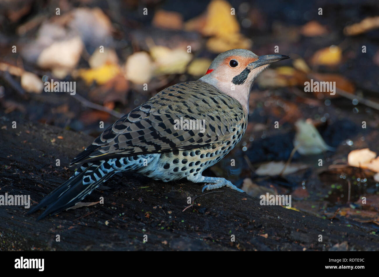 Woodpeckers and flickers hi-res stock photography and images - Alamy