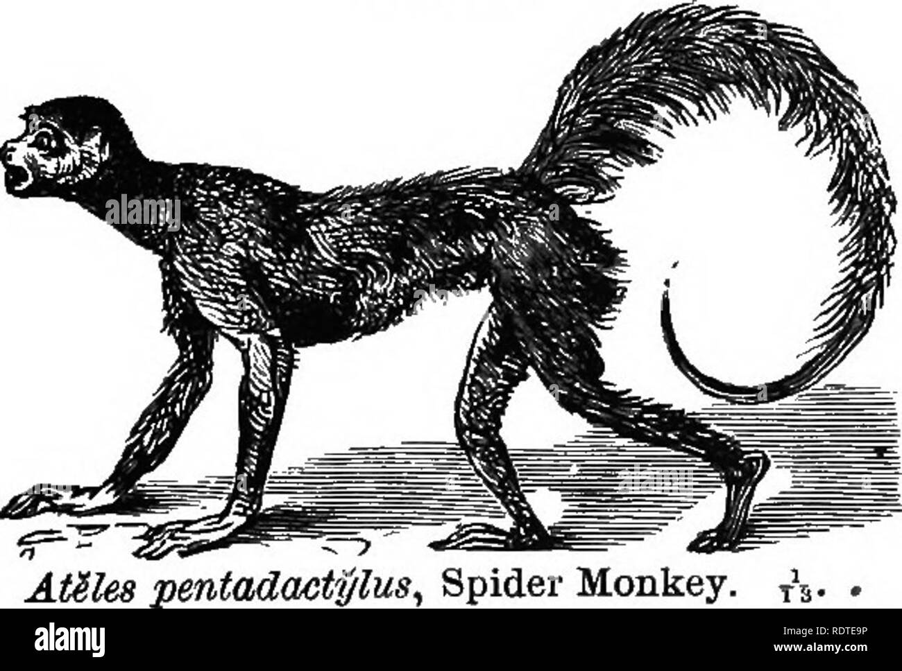 Cebid monkey hi-res stock photography and images - Alamy