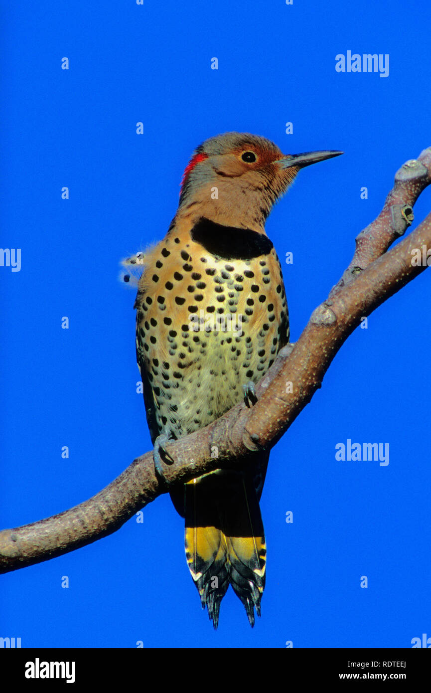 Northern yellow shafted flickers hi-res stock photography and images ...