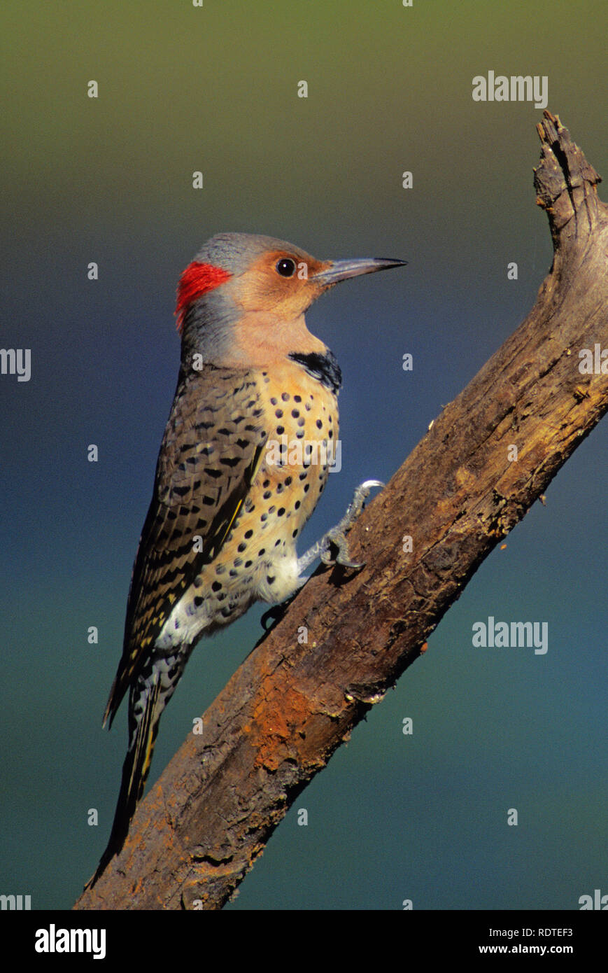 Northern yellow shafted flickers hi-res stock photography and images ...
