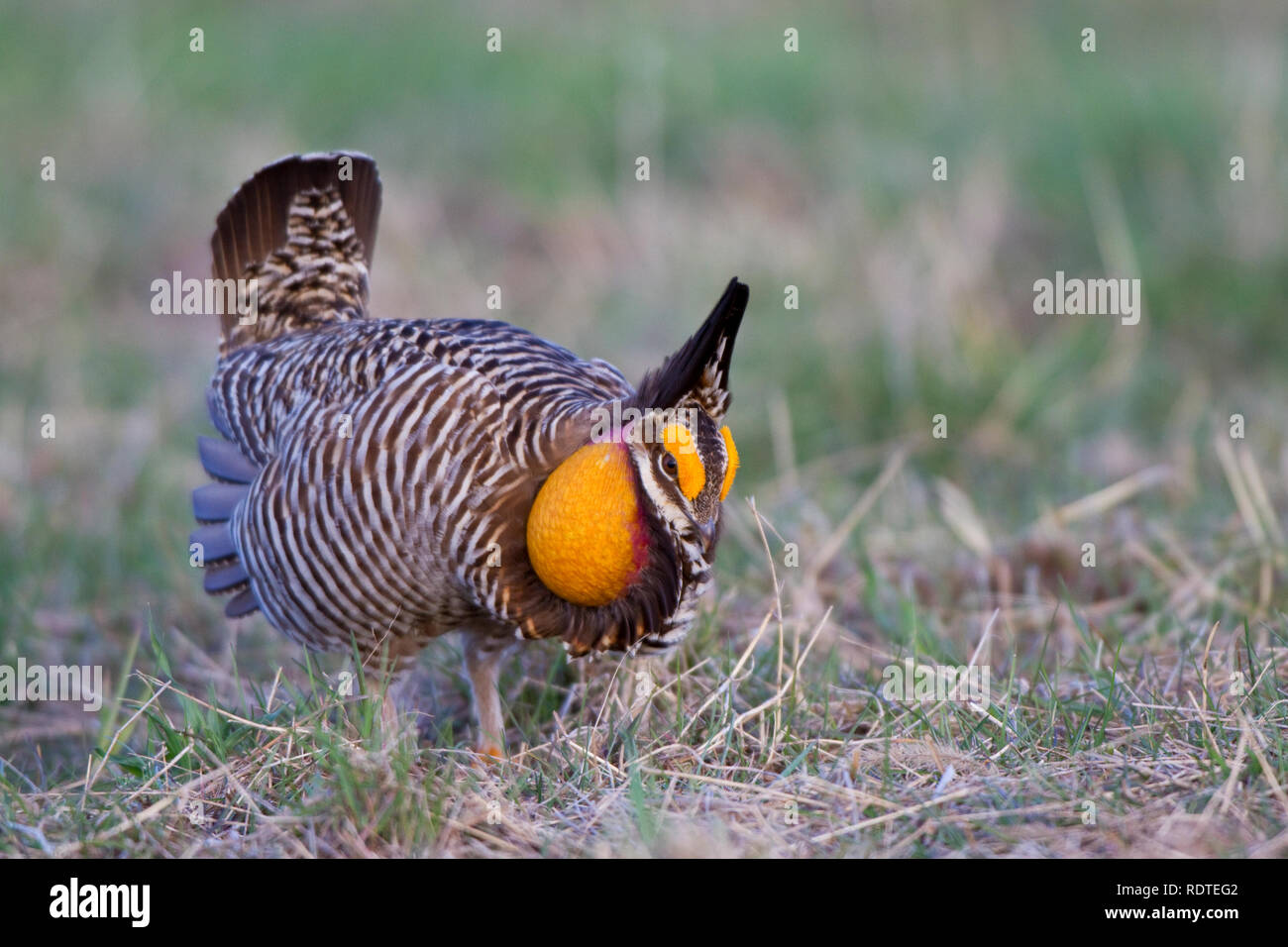 00842-04017 Greater Prairie-Chicken (Tympanuchus cupido) male booming ...