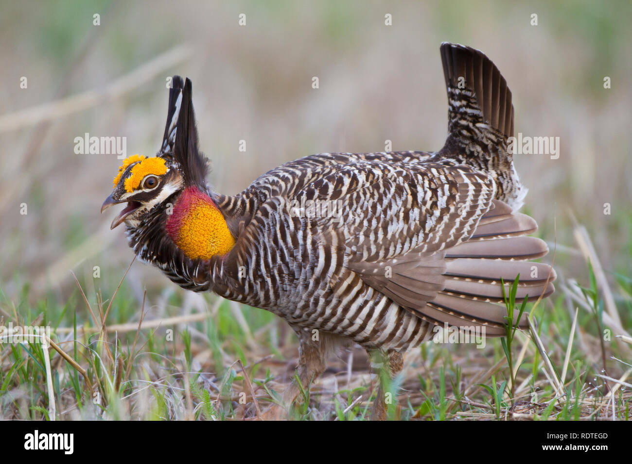 00842-04303 Greater Prairie-Chicken (Tympanuchus cupido) male booming ...