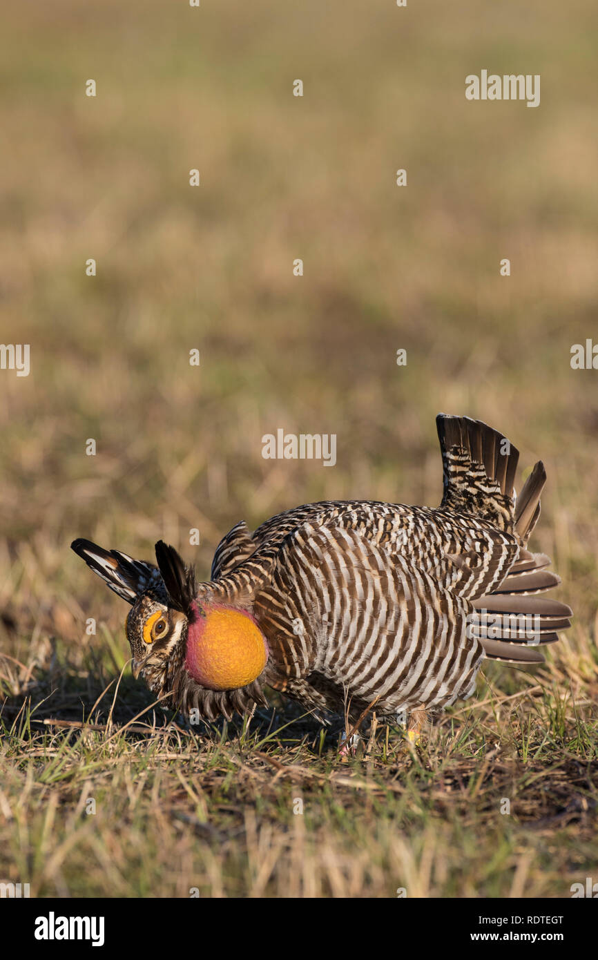 00842-04814 Greater Prairie-Chicken (Tympanuchus cupido) male ...