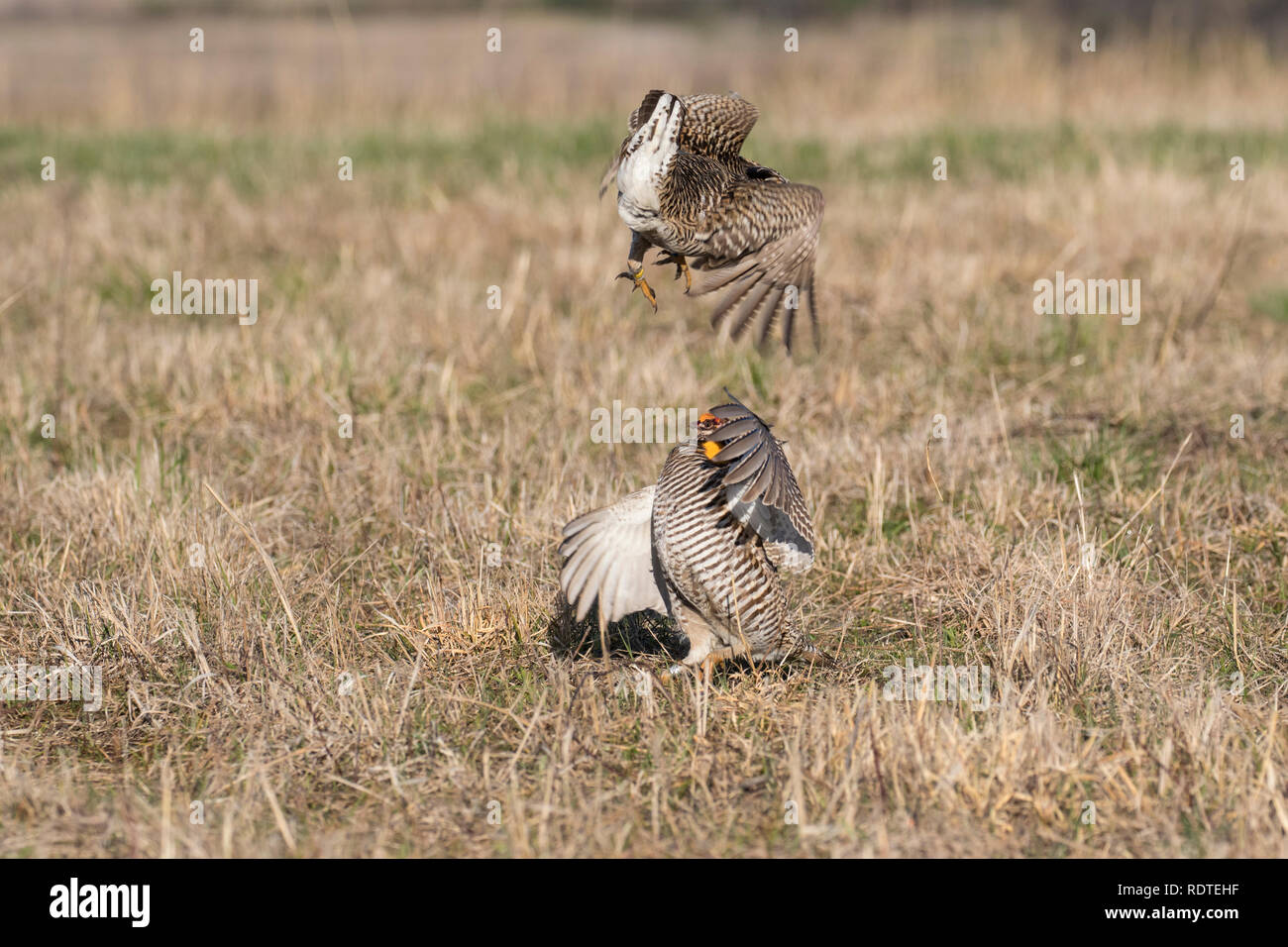 Fighting Prairie Chickens High Resolution Stock Photography and Images ...