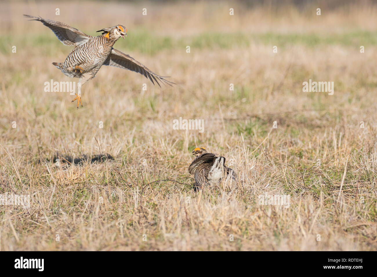 Fighting Chickens High Resolution Stock Photography and Images - Alamy