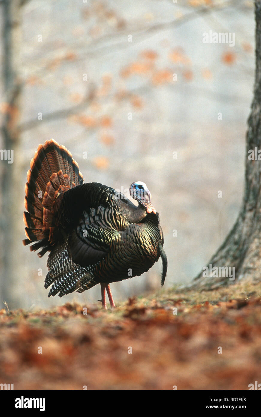 15 015 hi-res stock photography and images - Alamy