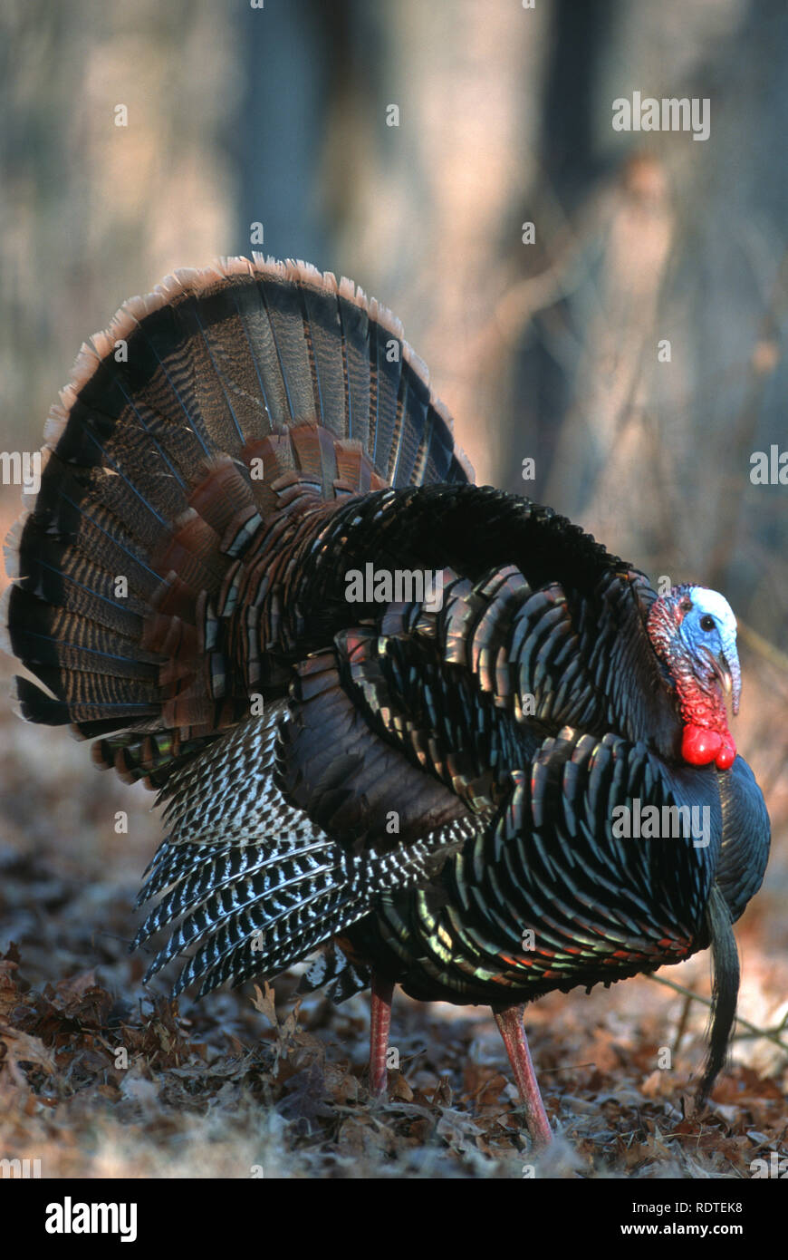 Eastern wild turkey strutting hi-res stock photography and images - Alamy