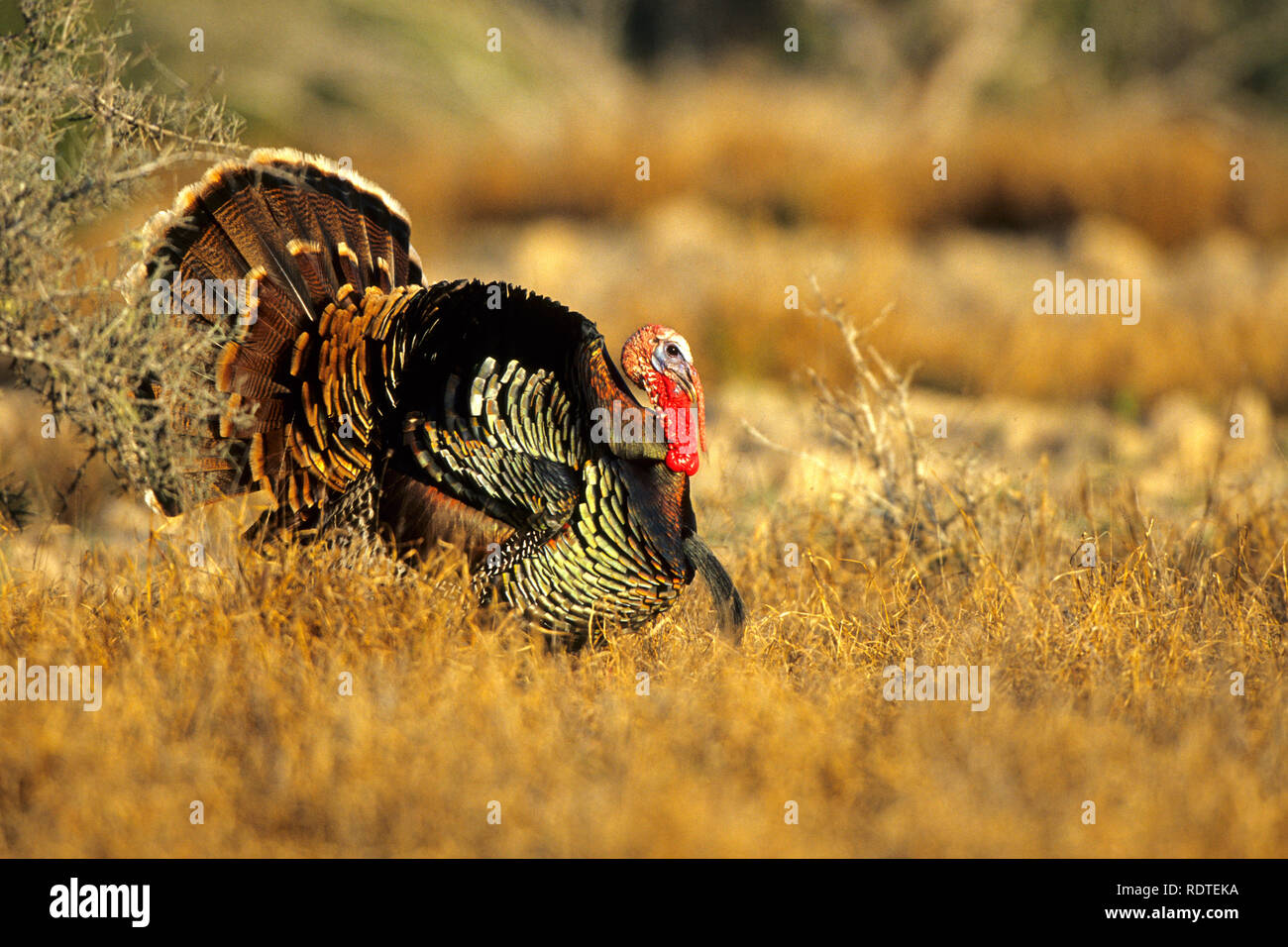00845-05015 "Rio Grande" Wild Turkey (Meleagris gallopavo) male/gobbler ...