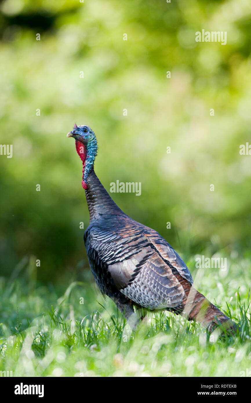 Turkey Jake High Resolution Stock Photography and Images - Alamy