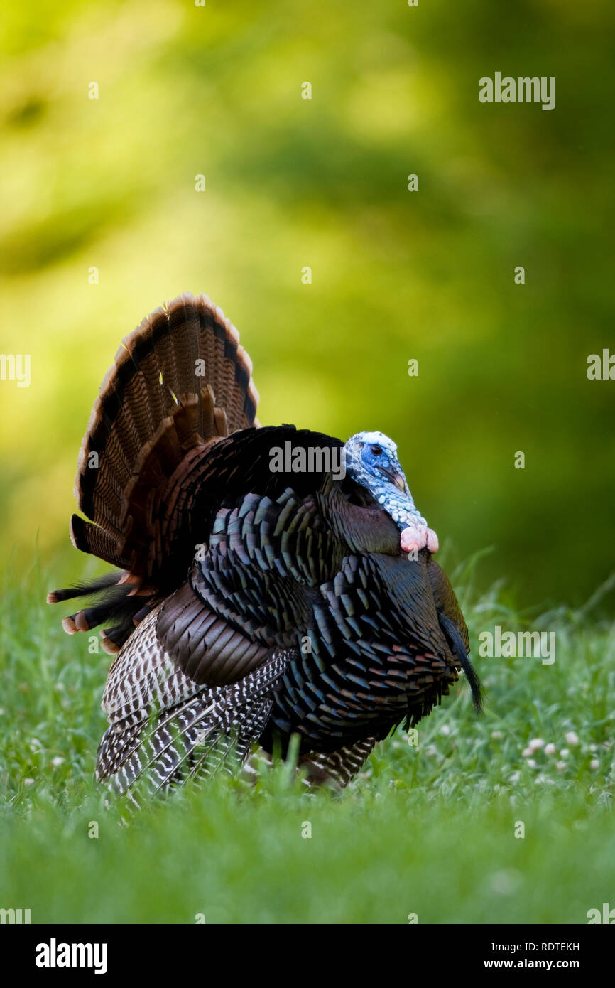 Eastern wild turkey gobbler strutting in field in holmes county hi-res ...