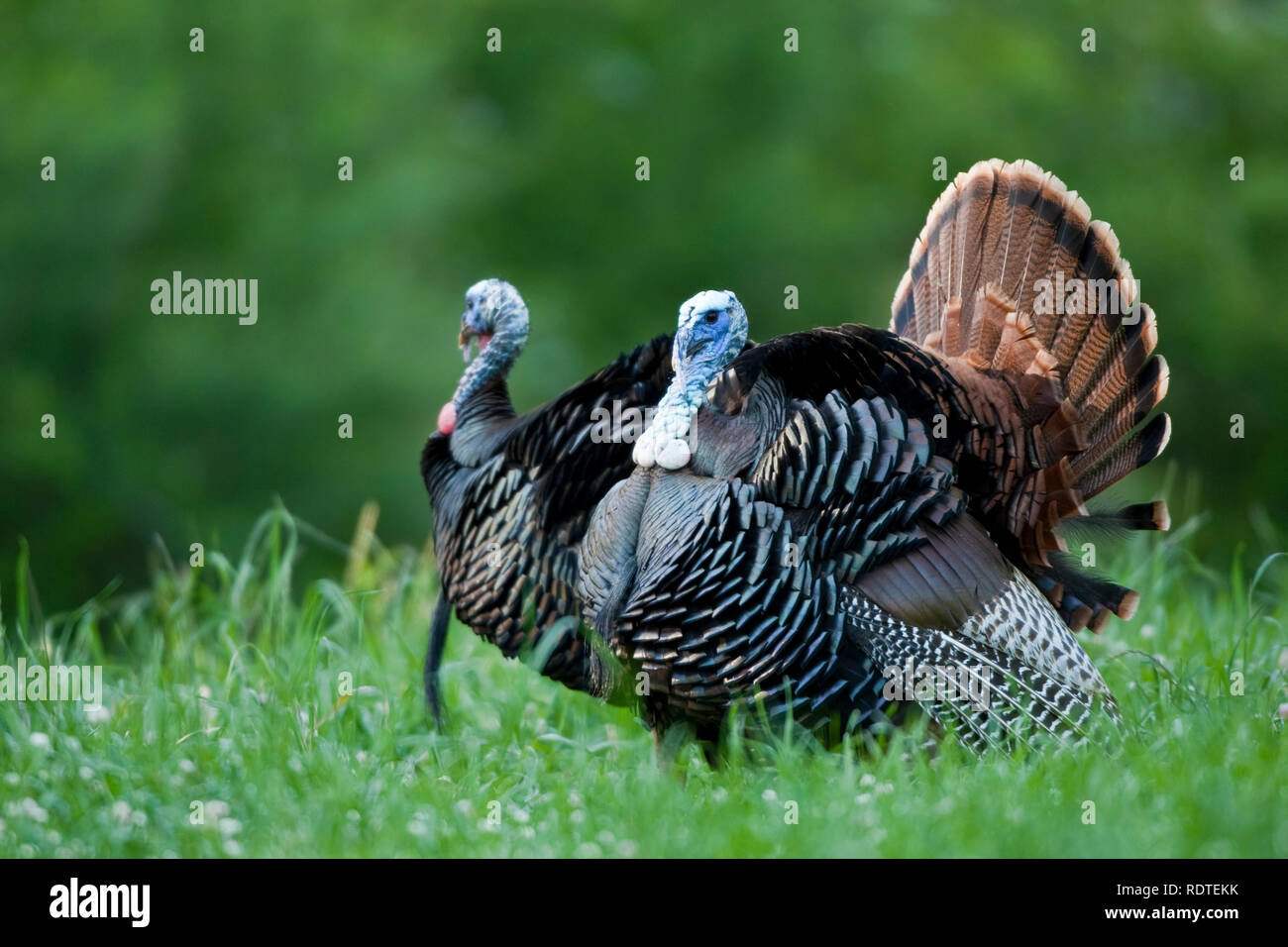 00845 07212 hi-res stock photography and images - Alamy