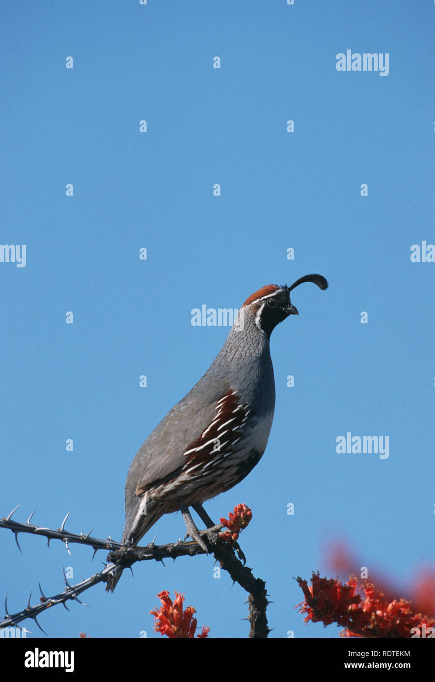 Gambels quail male perched hi-res stock photography and images - Alamy