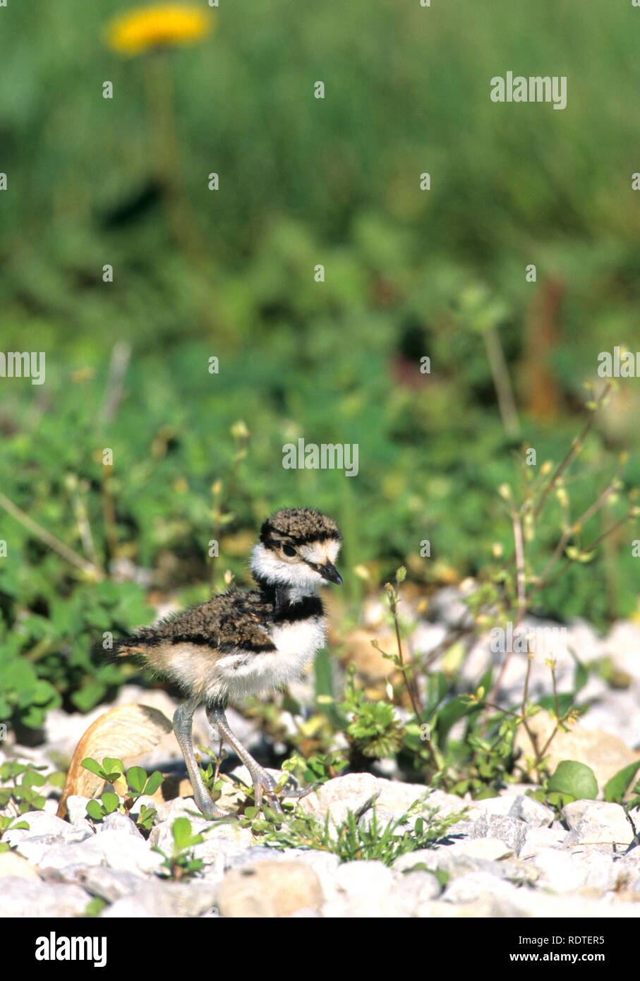 Baby killdeer hi-res stock photography and images - Alamy
