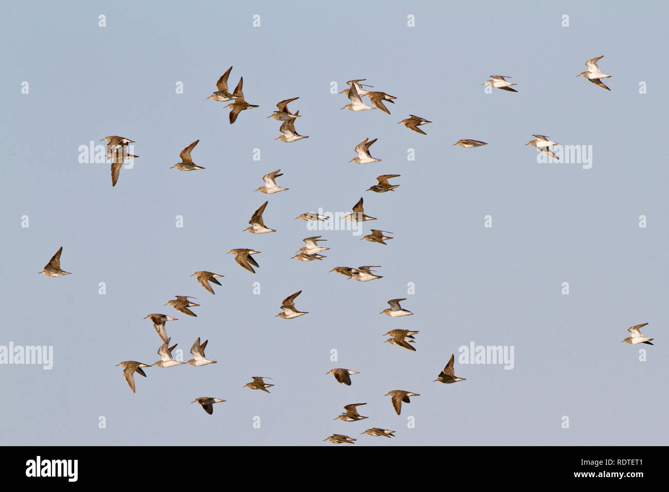 00924-00703 Pectoral Sandpipers (Calidris melanotos) in flight over ...