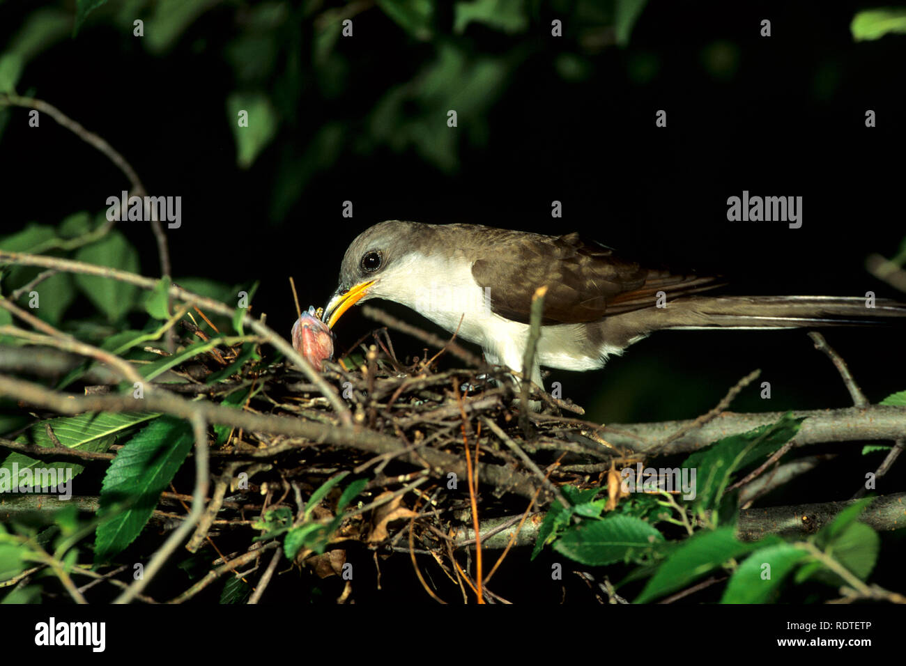 Cuckoo bird egg hi-res stock photography and images - Alamy