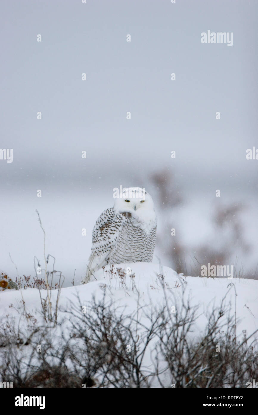 As 01120 Hi Res Stock Photography And Images Alamy