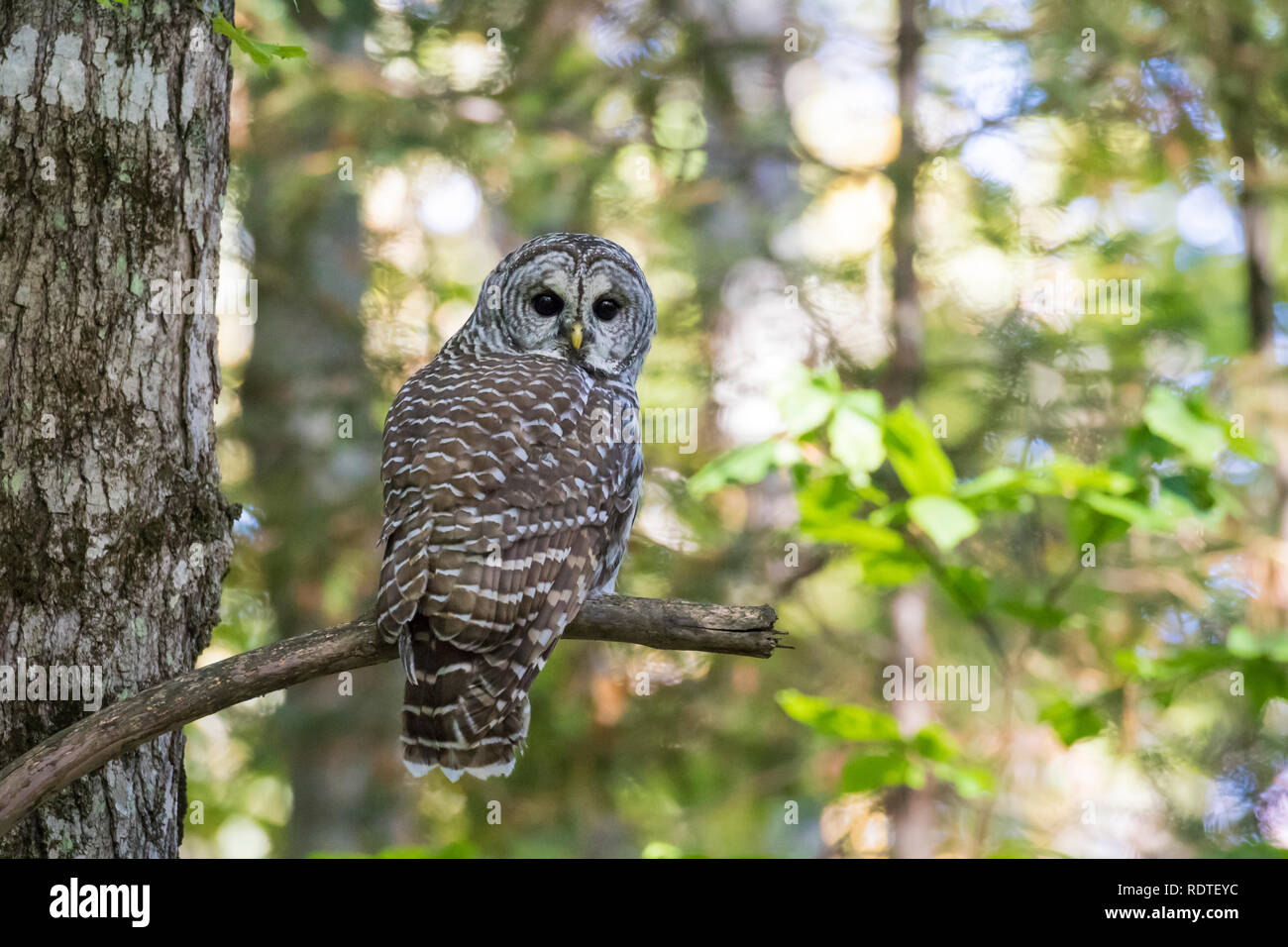 01130-00702 Barred Owl (Strix varia) in fall, Alger County, MI Stock ...